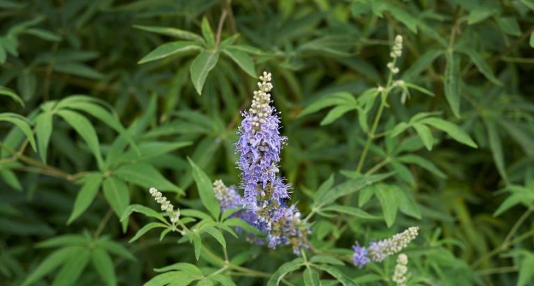 Infusiones y plantas para equilibrar la hormonas